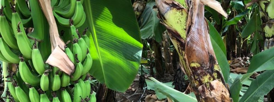 Water and Agriculture in Jordan | WANA INSTITUTE